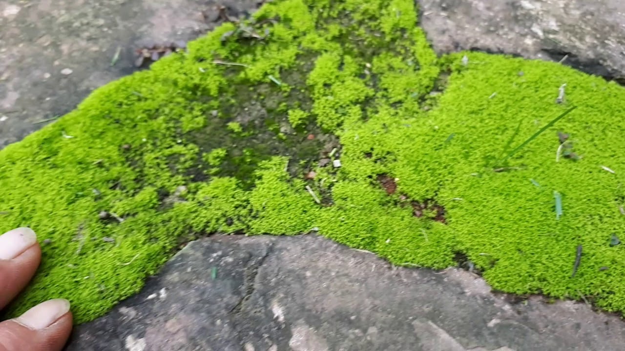 musgo natural en camino de piedras/decoración de jardín natural - YouTube