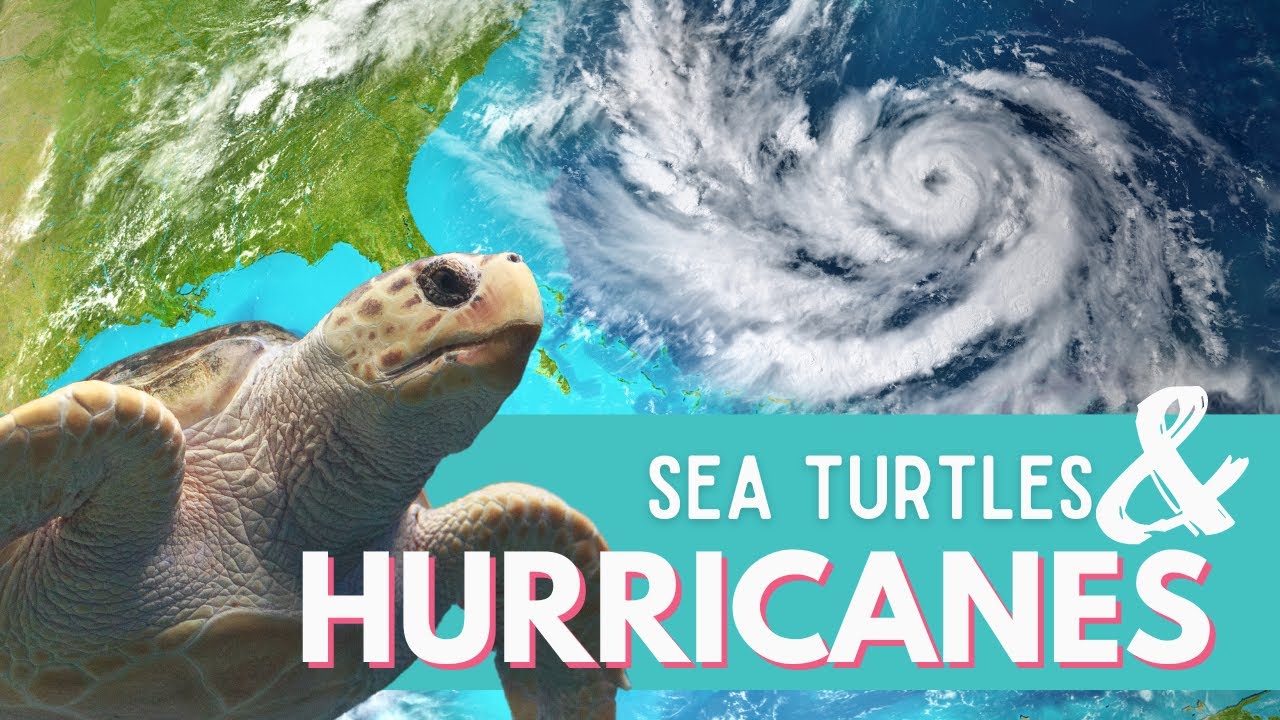 HURRICANES VS. SEA TURTLES // Impacts of storms on sea turtle ...