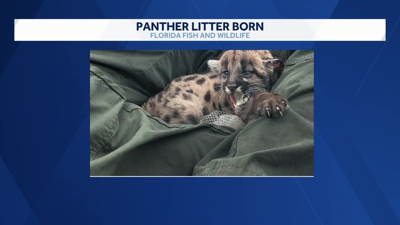 Florida Fish and Wildlife Research Institute assesses panther kittens - YouTube
