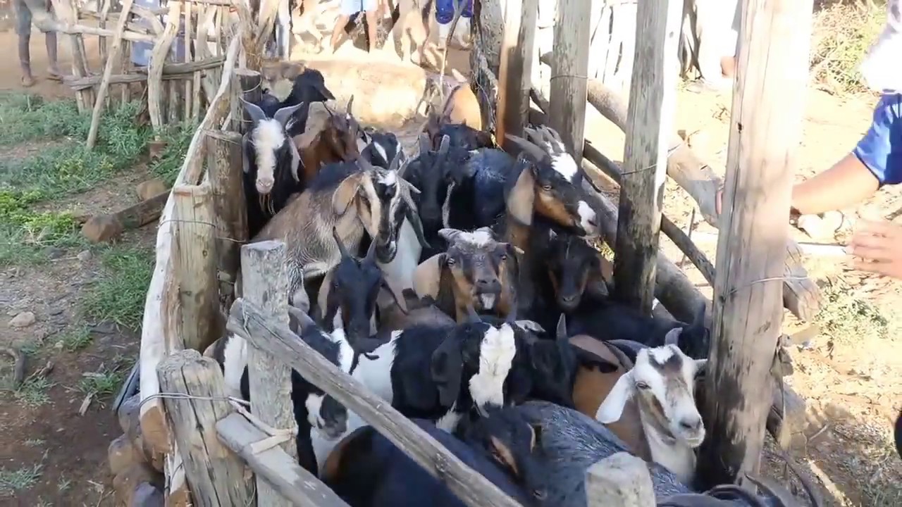 Goat dipping - YouTube