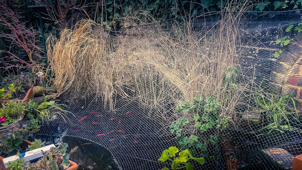 Overgrown Garden Pond Clear Out Time Lapse - Satisfying - YouTube