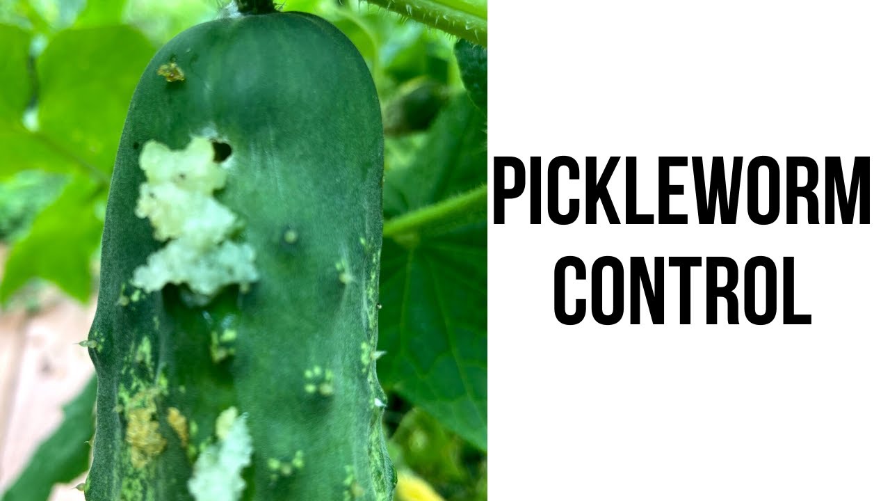 Pickleworm Control - YouTube
