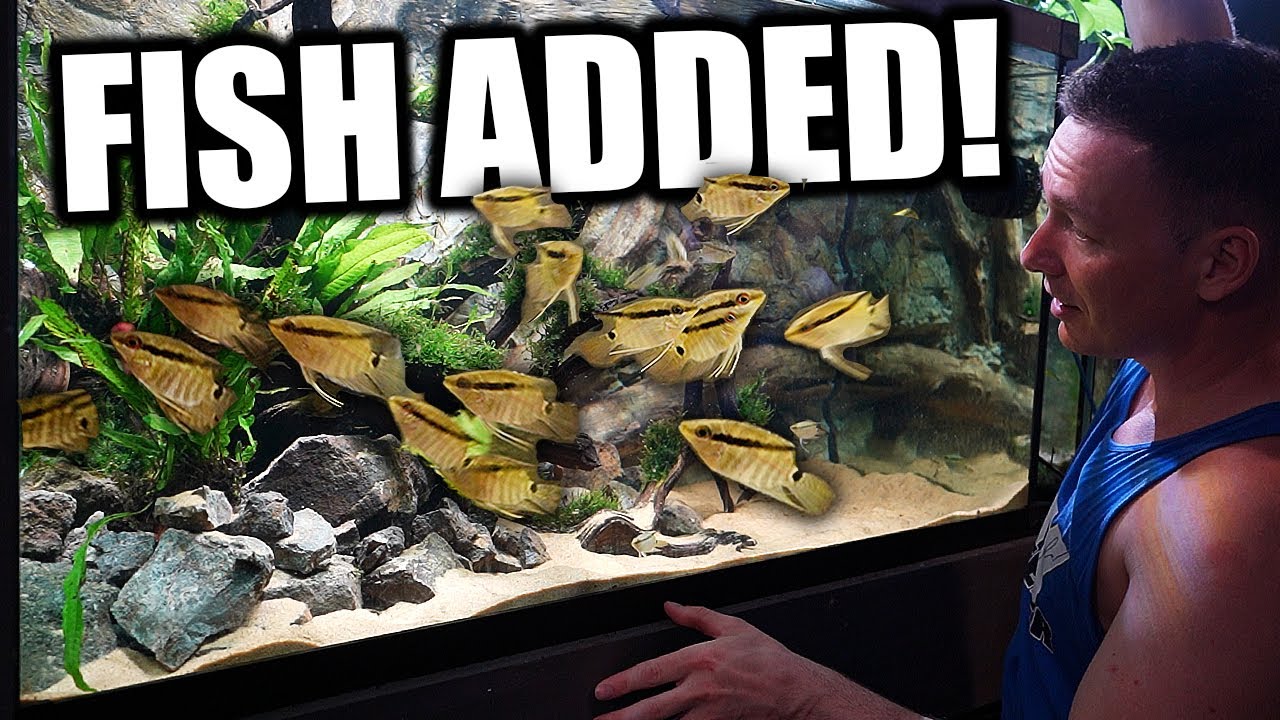 Adding the NEW fish to the AQUARIUM!! The king of DIY - YouTube