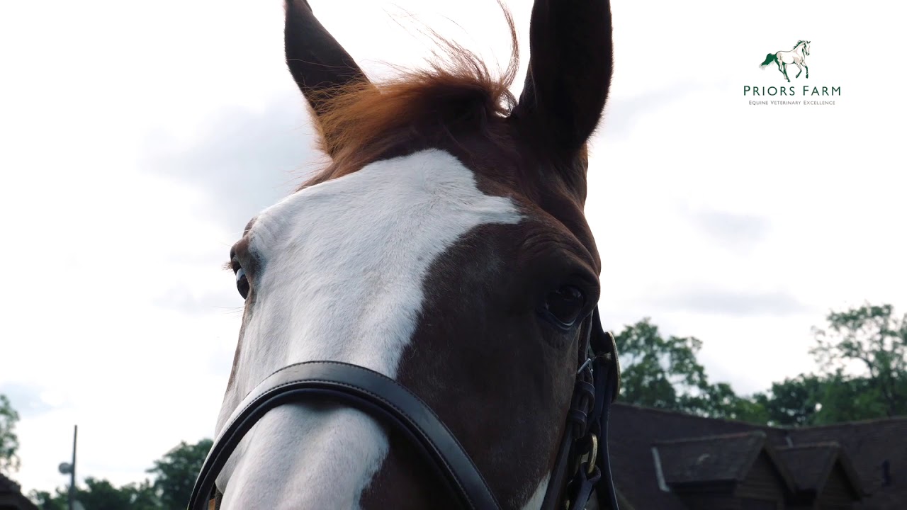 How to Trot Up A Horse - YouTube