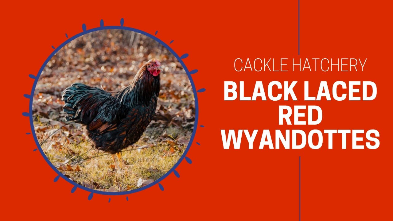 Black Laced Red Wyandotte Chicken | Cackle Hatchery - YouTube