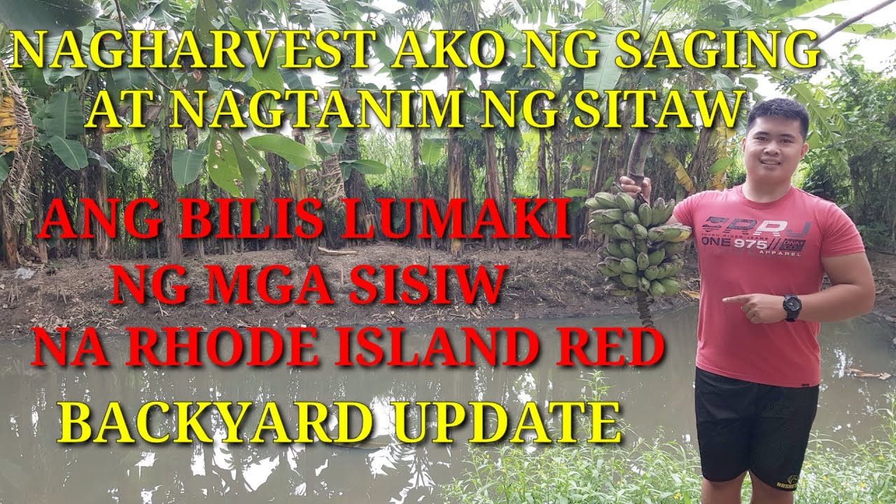 ANG BILIS LUMAKI NG MGA RHODE ISLAND RED NA SISIW AT NAGHARVEST AKO NG ...