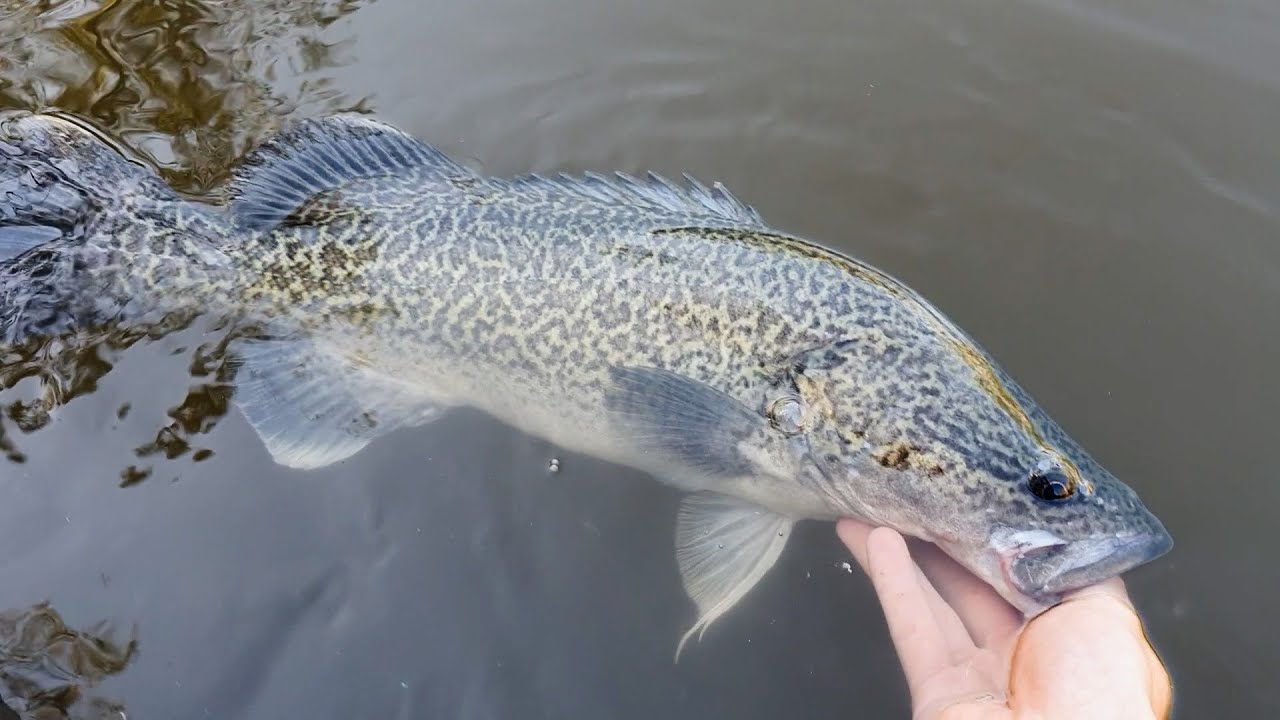 Kayak Fishing for Murray Cod - YouTube