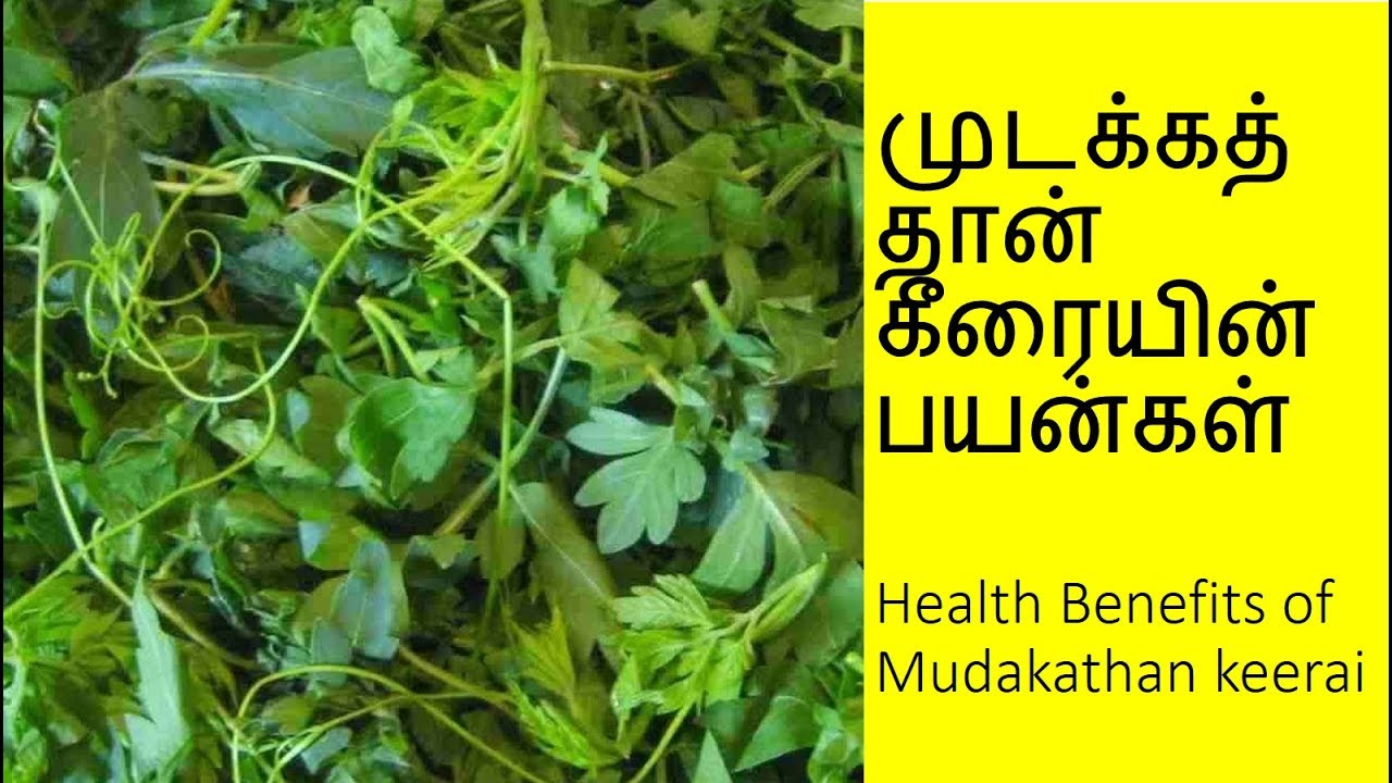 முடக்கத்தான் கீரையின் பயன்கள் || Mudakathan Keerai Health Benefits ...