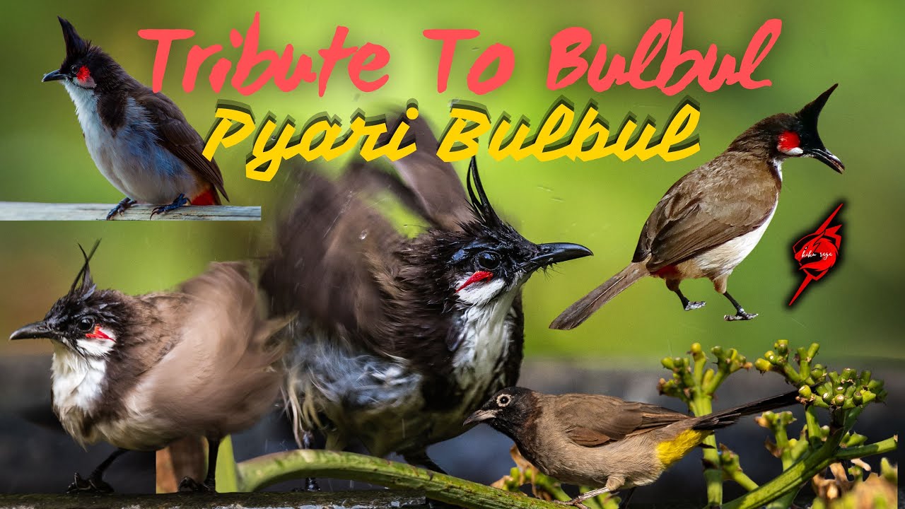 Pyari Bulbul | Tribute to bulbul | kiku raga | new hindi song 2024 ...