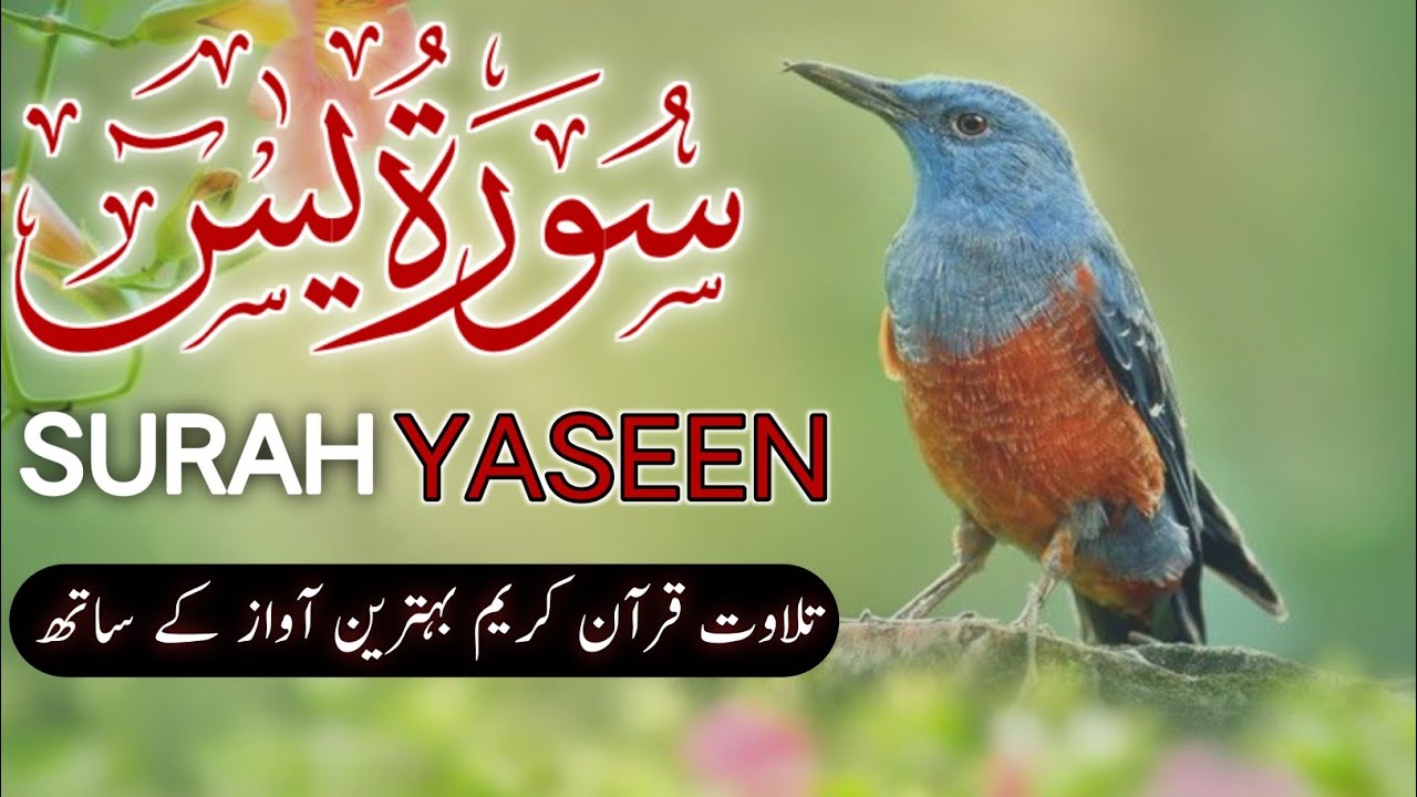 Surah Yasin Yaseen Full With Arabic Beautiful recitation یس سورہ I Islamic