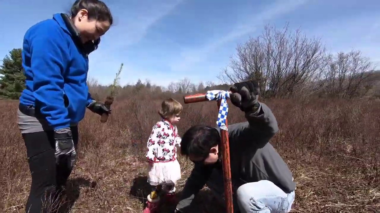 2018 Red Spruce Planting at Cranesville Swamp Preserve - YouTube