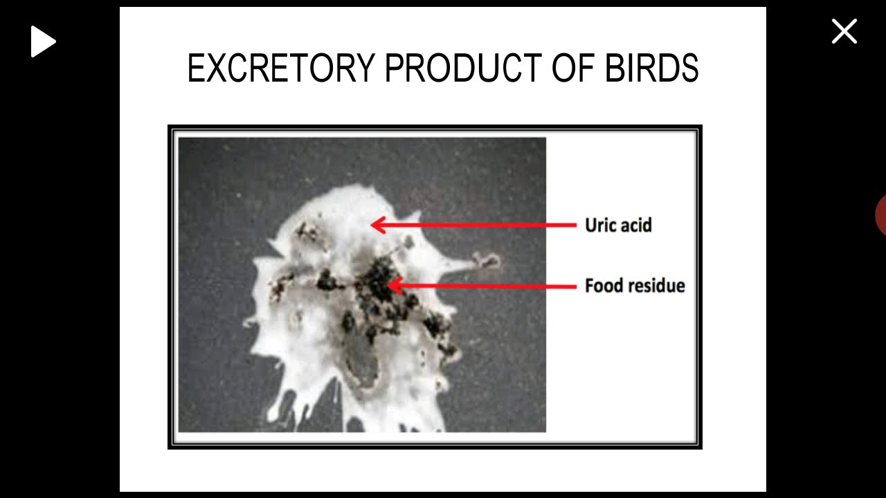 Excretion and Osmoregulation in Birds - YouTube