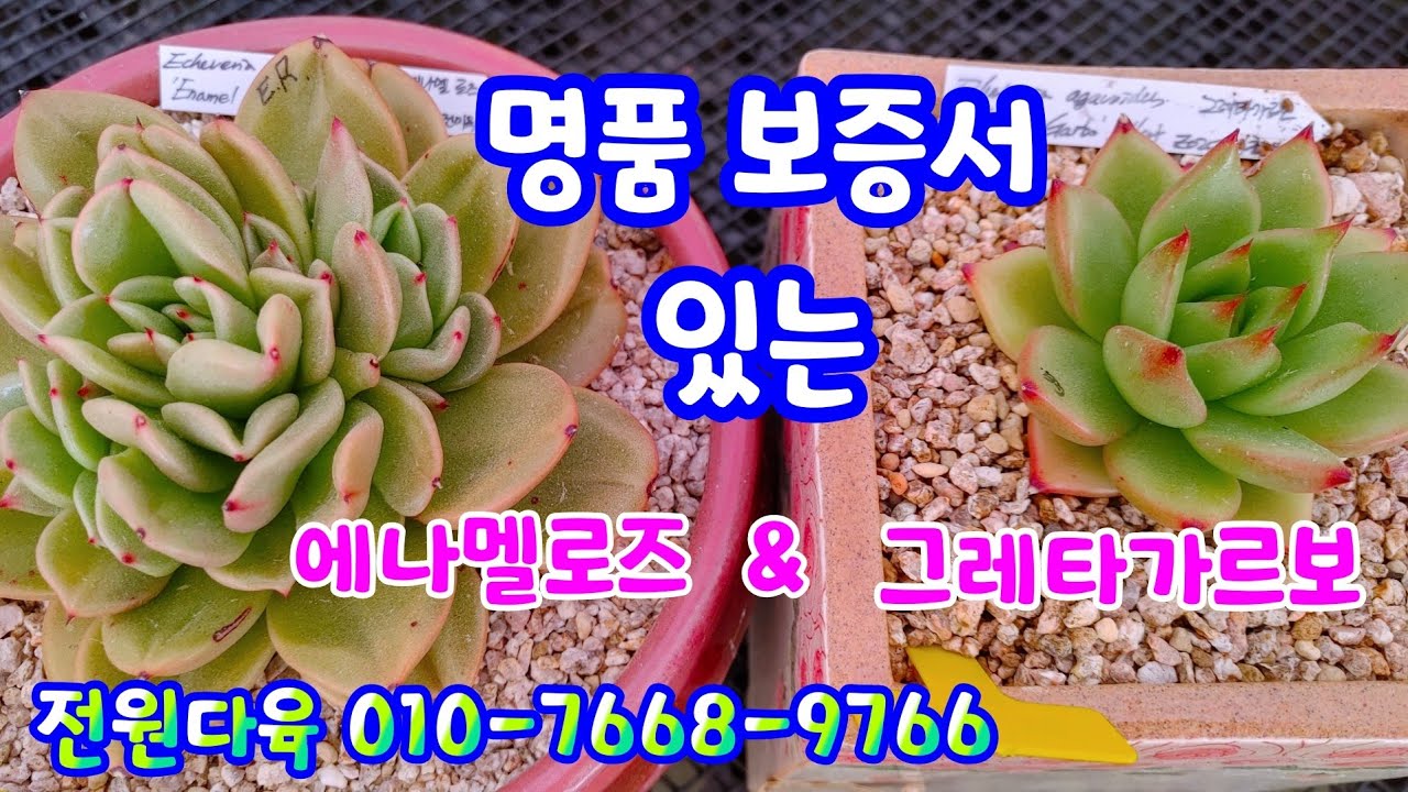 220608๐์ ์๋ค์ก ๋ธ๋ฃจ์ํ ์์ ค์์ฒ ํ ์บ์๋ฏธ์ด์ฒ ํ ์นด๋ฅผ๋ผ ๋ฏธ๋๋ฒจ ๋ ๋์ฝ ํ๋งคํ ๋ฐฉ์ธ๋ณต๋๊ธ ์๋ฒฝ Youtube