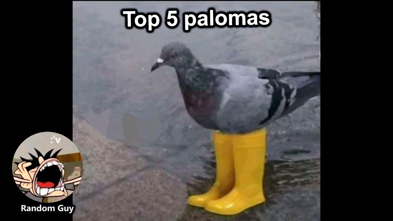 Top 5 Palomas - YouTube