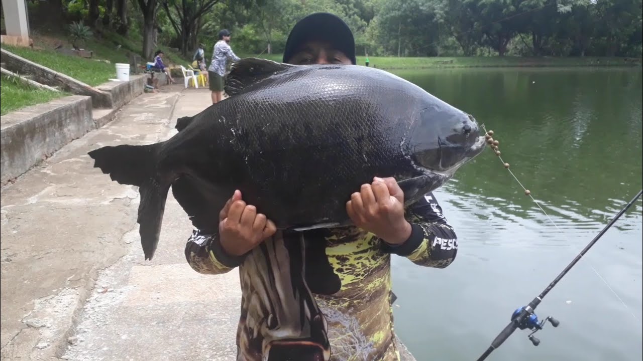 Pesqueiro Tradição aquela pescaria top - YouTube