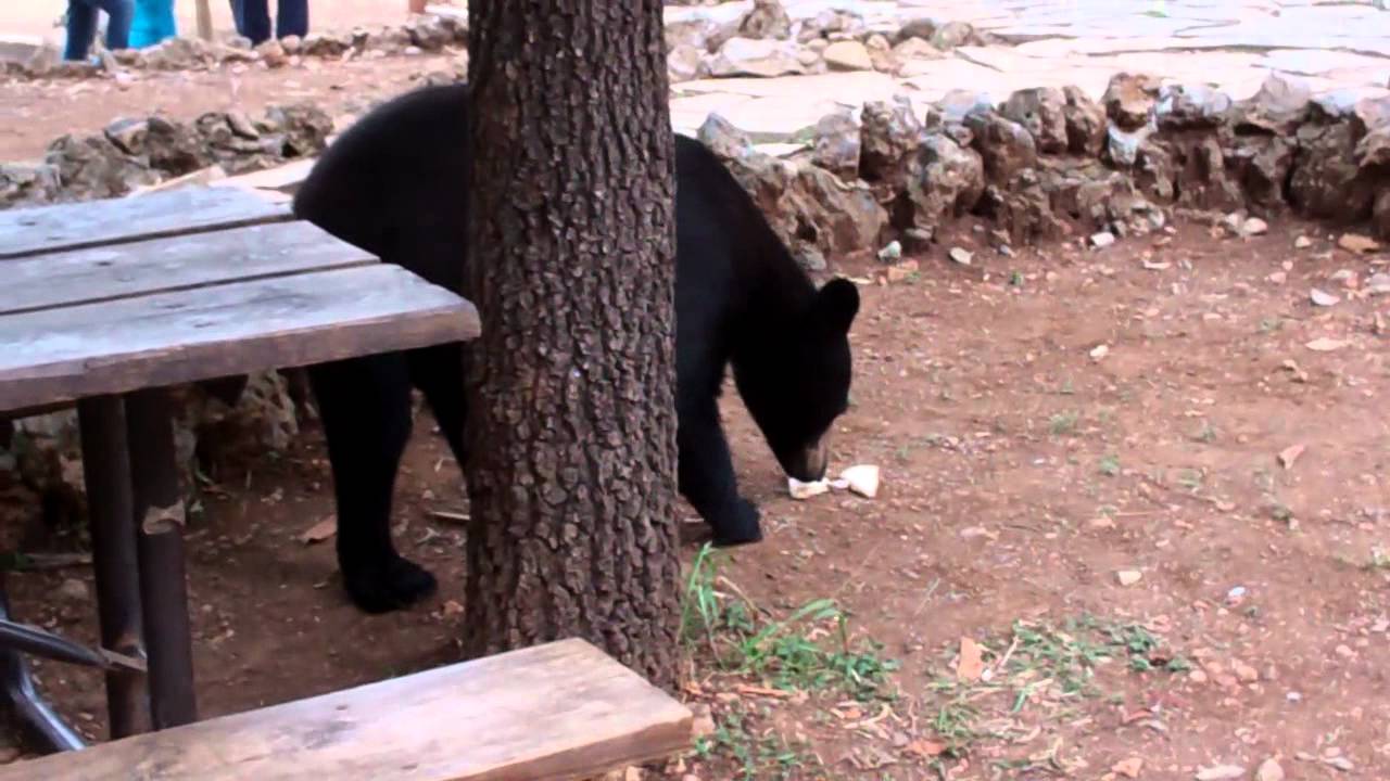 Oso negro en Chipinque - YouTube