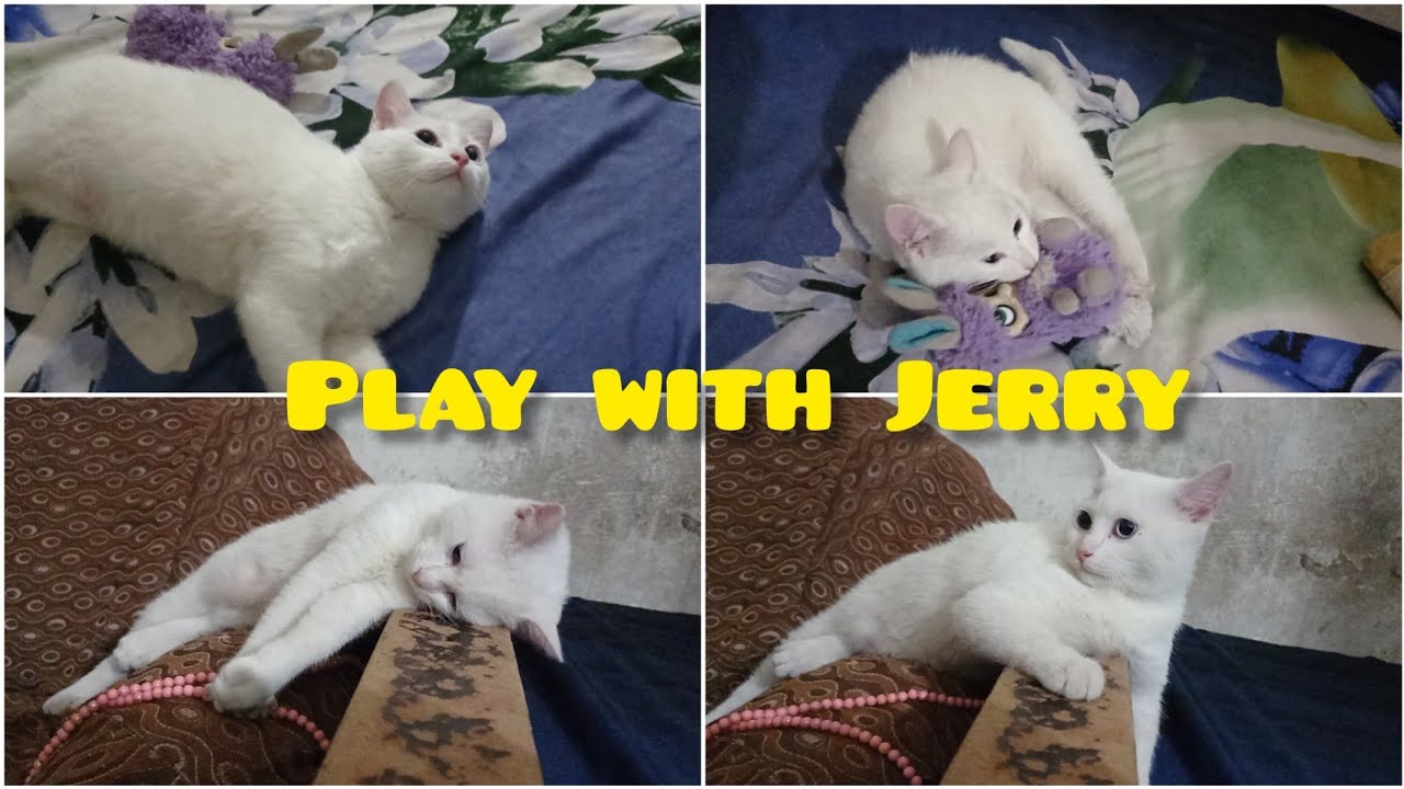Let's play with Jerry (mouse)🤭 @naturesmarvelmac30 #pets #viral # ...