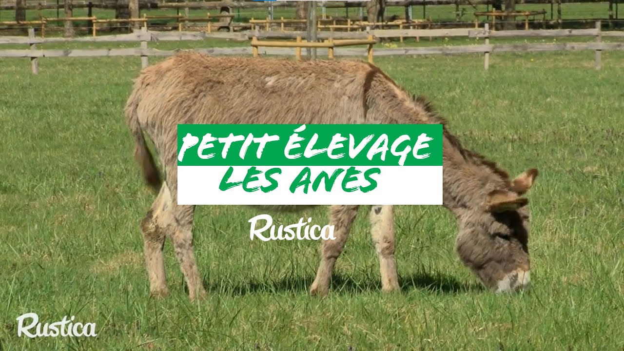 Elever Un Ane – Température Du Âne Chez Soi – RRRM