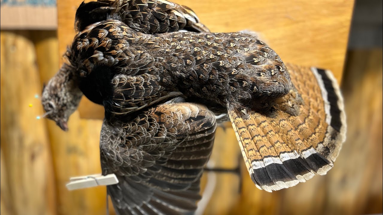 How to taxidermy a Dead Mount Grouse Part 5 Replacing the tail - YouTube