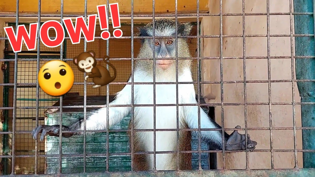 Monkey🐒 Oh😯 #monkey #monkeyvideo #animals #wildlife #trending # ...