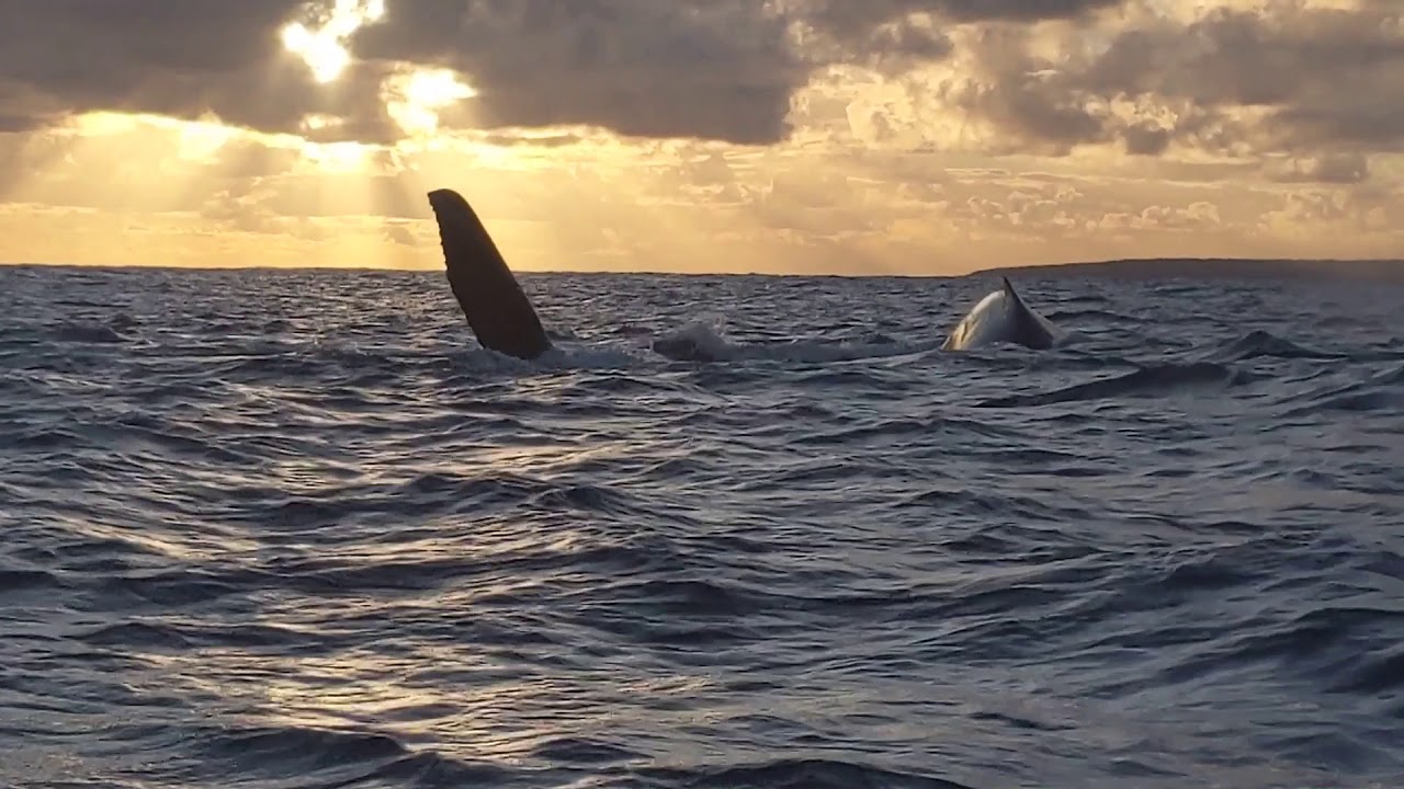 Whale Swim in Eua Tonga - YouTube