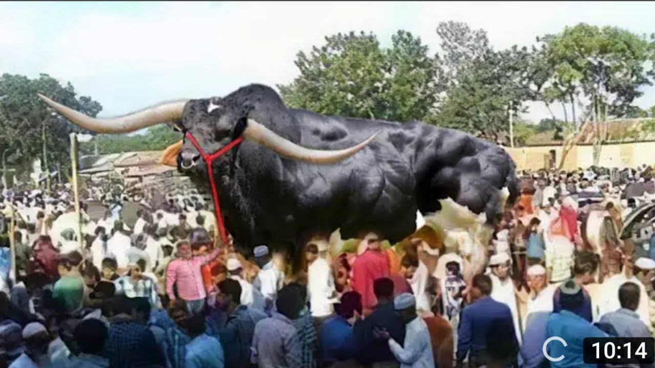 5 Most Unique Cows in The World. Knowledge Bahi - YouTube