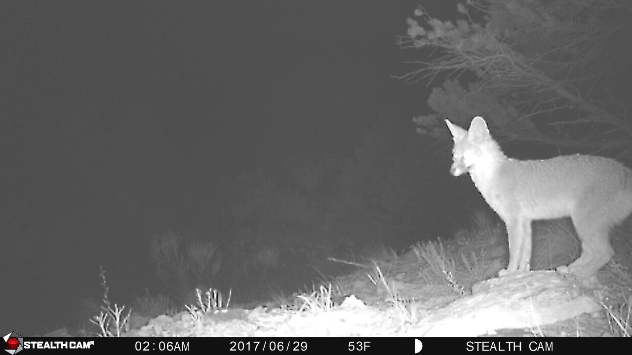 Fox poses - Trail Camera - YouTube
