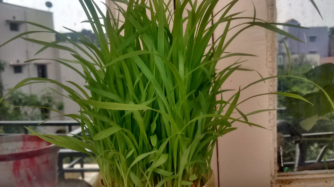 Kambu plant growing - YouTube