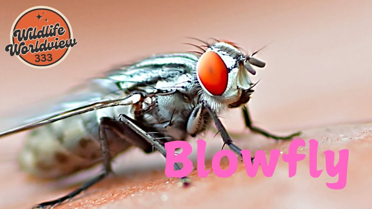 Blowfly! - YouTube