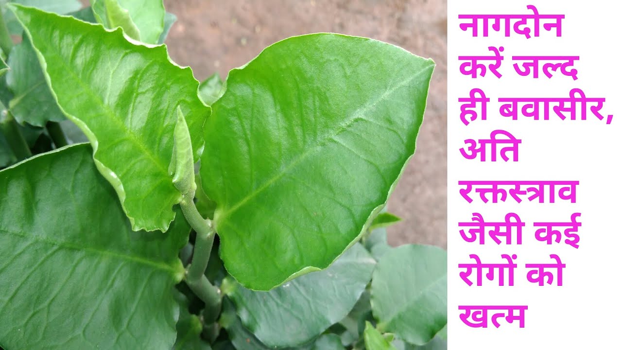 नागदोन के पत्ते के फायदे | nagdon plant for piles | नागदोन पौधा के ...