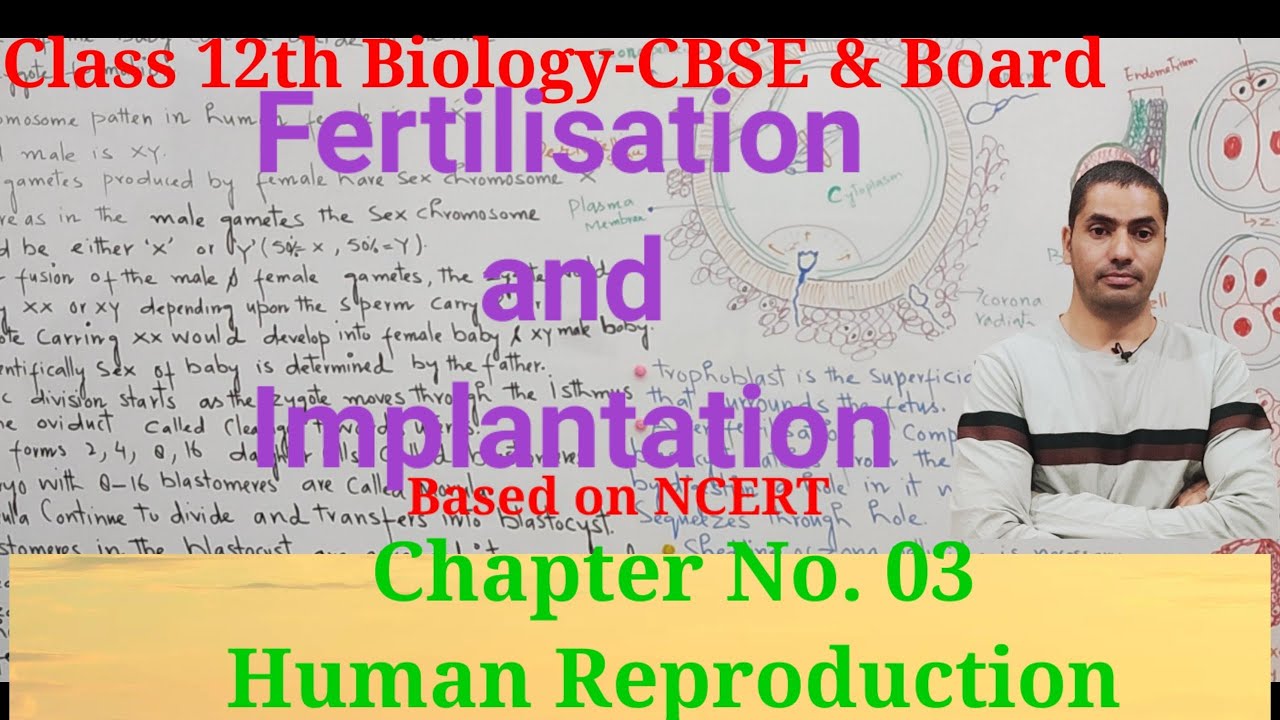 Fertilisation and Implantation-02 Class 12th Biology||NCERT - YouTube