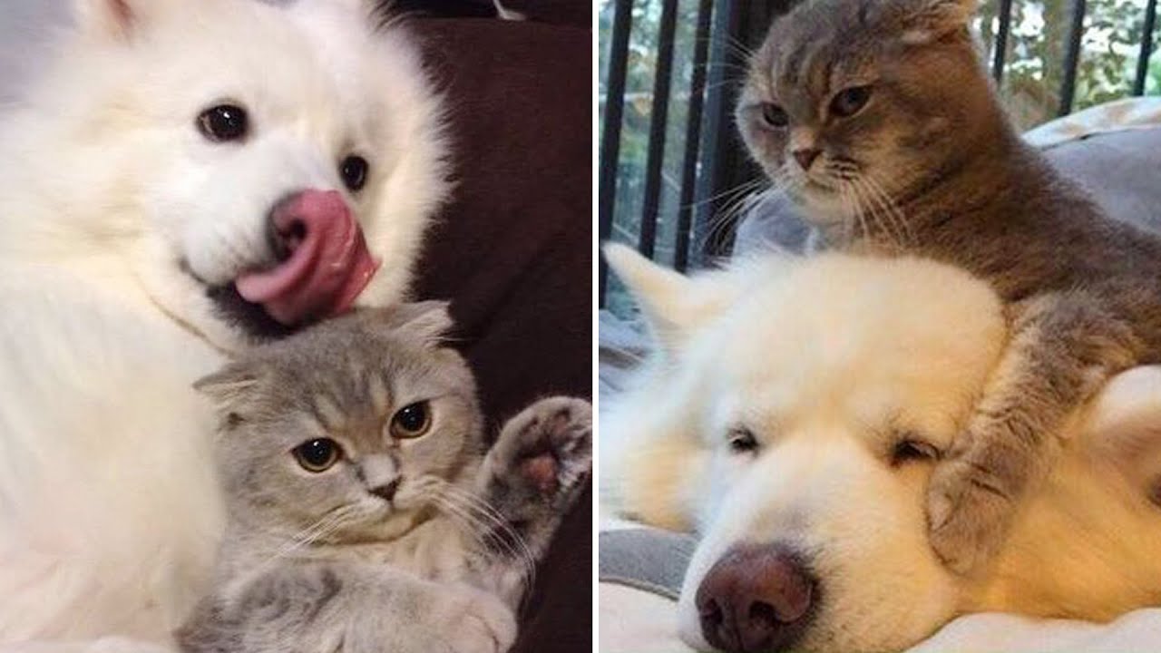 Cute Pets Videos Compilation Cute Moment Of The Animals - Pets Awesome ...