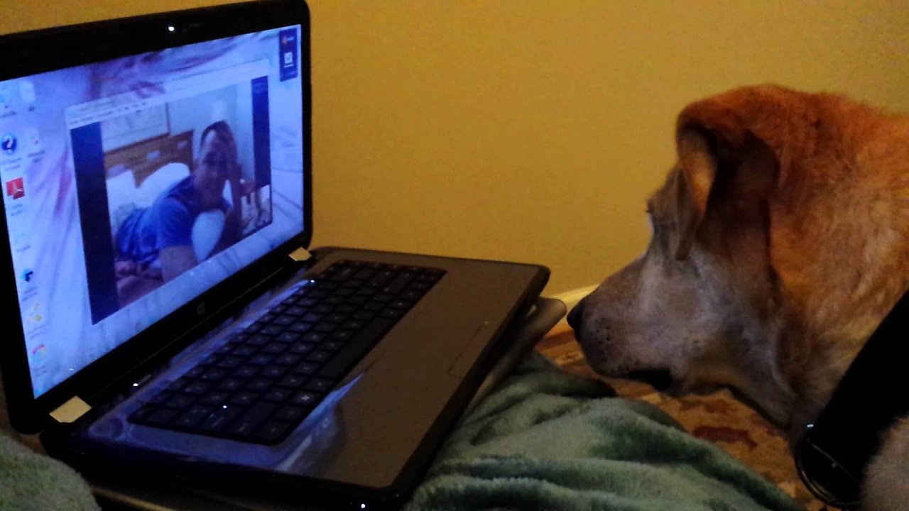 Dog's 1st attempt at Skype - YouTube