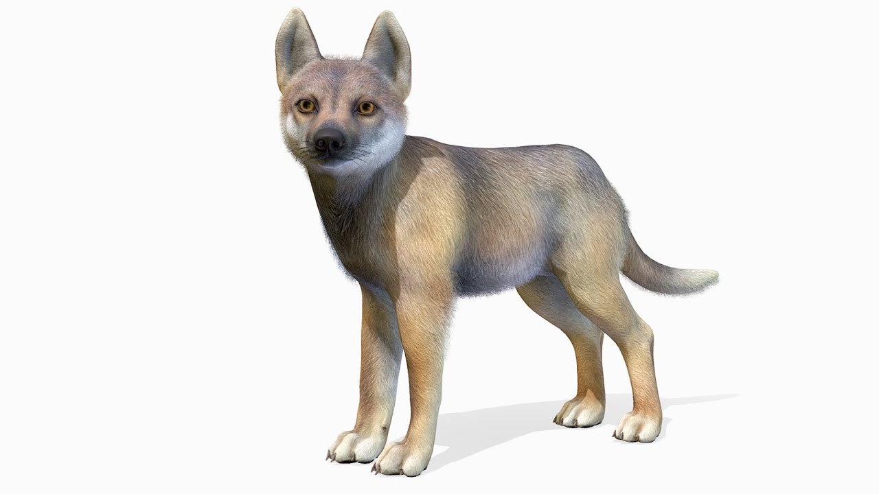 Wolf Cub Animations - YouTube