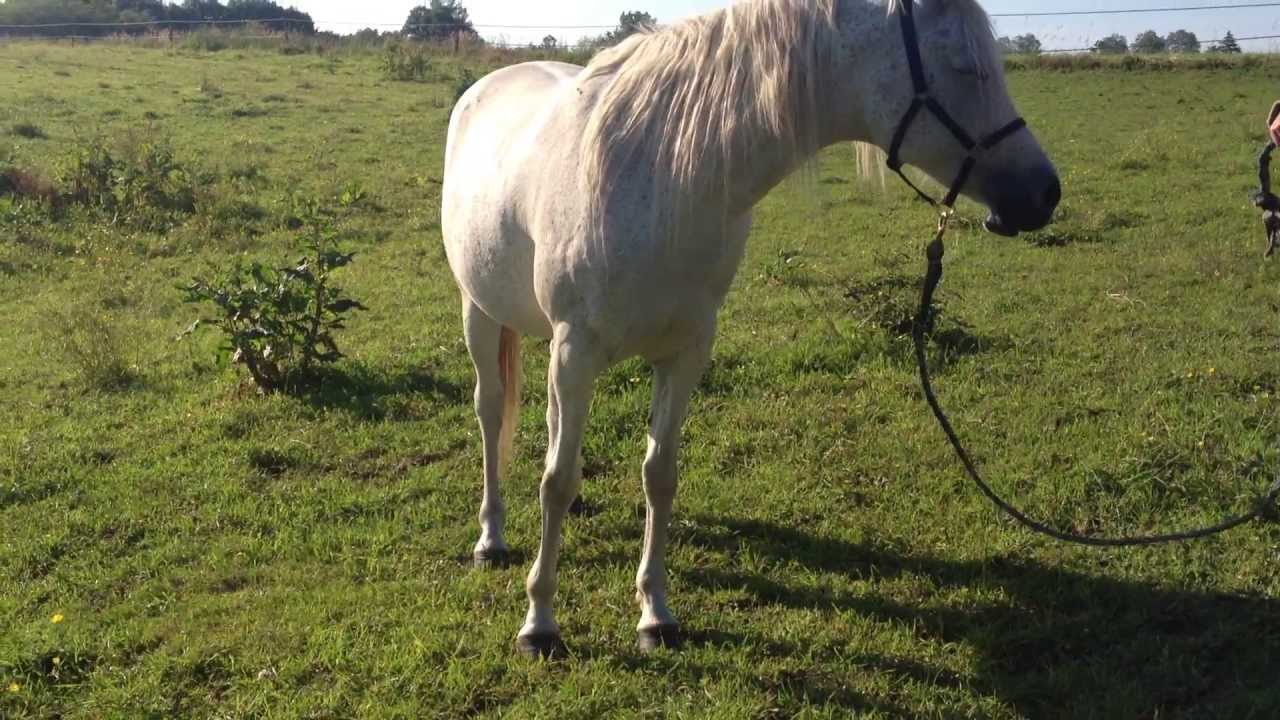 mirnaia 11 - YouTube