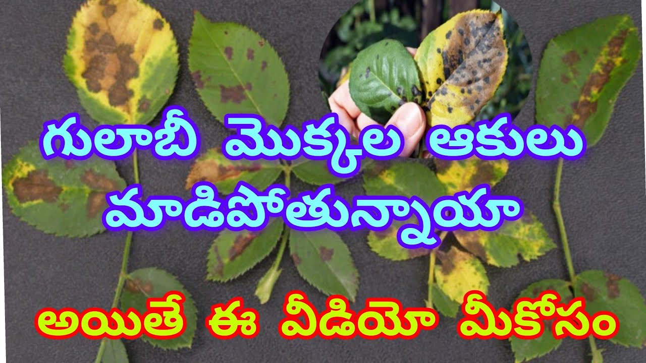 Rose plant growing tips leaf burn in rose rose disease and treatment ...