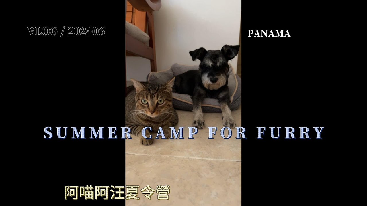 【動物】202406 喵汪夏令營 woof and meow camp Panamá|巴拿馬|TRAVEL|旅行|LIFE|生活|LATIN ...