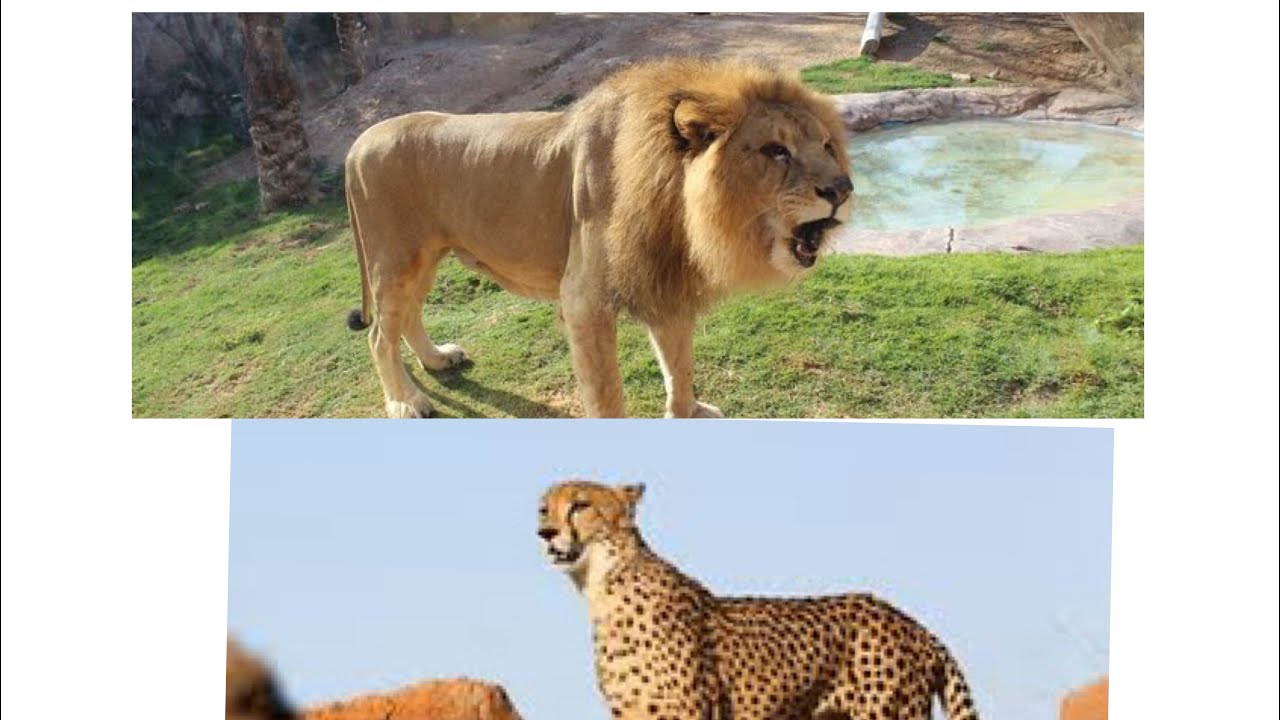Al ain Zoo(HD) Complete video (A day in zoo)#alainzoo #abudhabi #uae ...