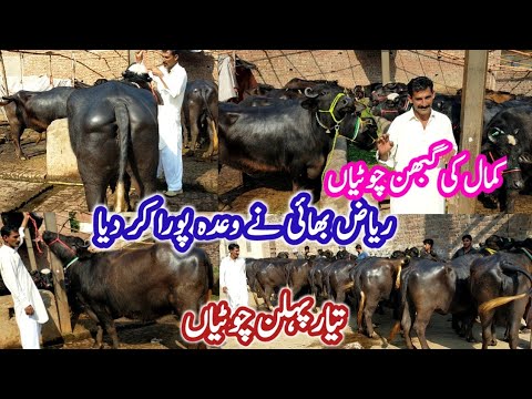Riaz Cattle Farm Sheikhupura || Really SUPERB Gabban Jhotian || World ...