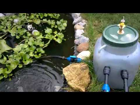 Testare filtru iaz homemade + 1 caine prost (testing DIY pond filter ...