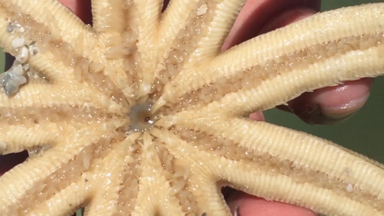 Our first Star Fish encounter... so cool ! - YouTube