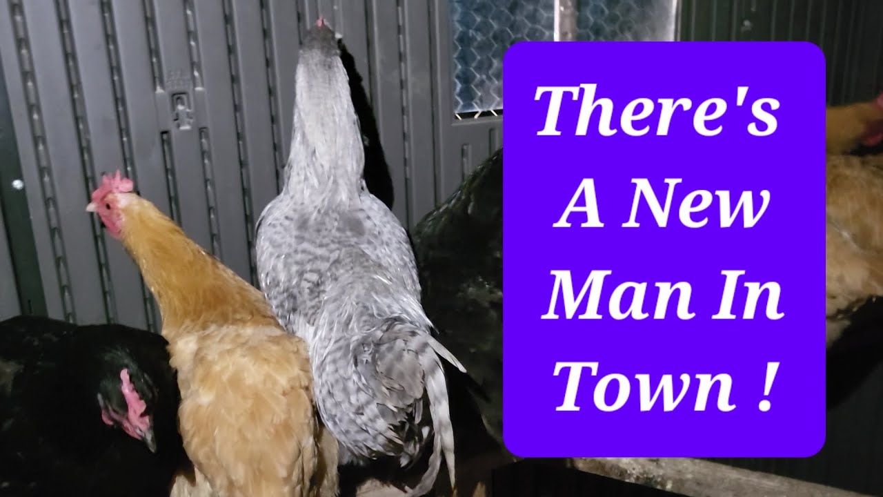 New Lavender Orpington Rooster! Update On Uno The Baby Chick - YouTube
