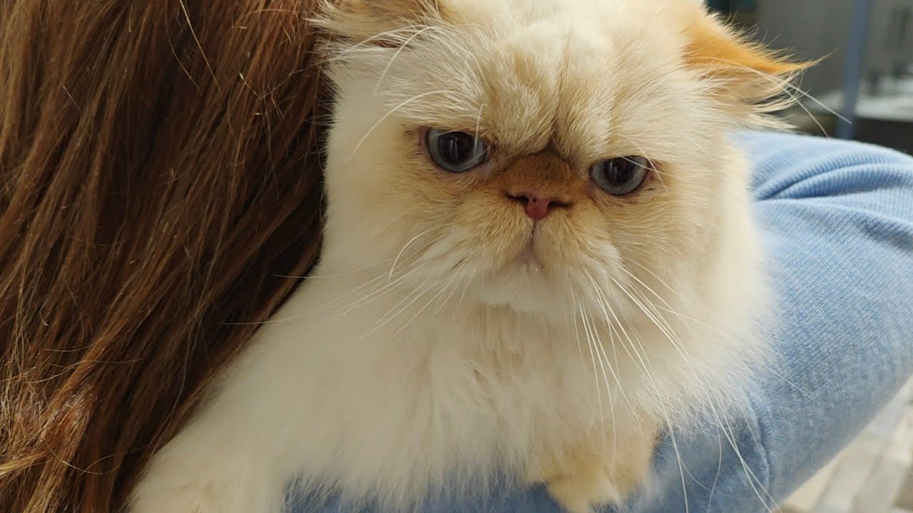 Cuddles with sweet Fat Boy before breakfast - YouTube
