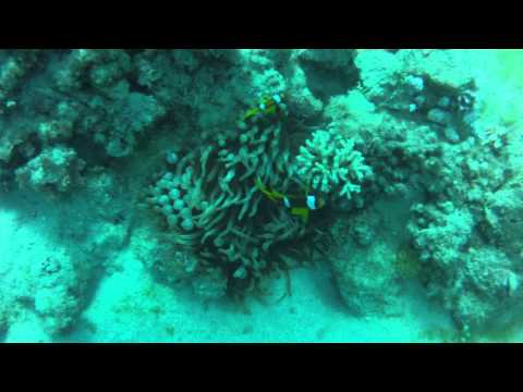 Dahab. Egypt... Little Nemo..