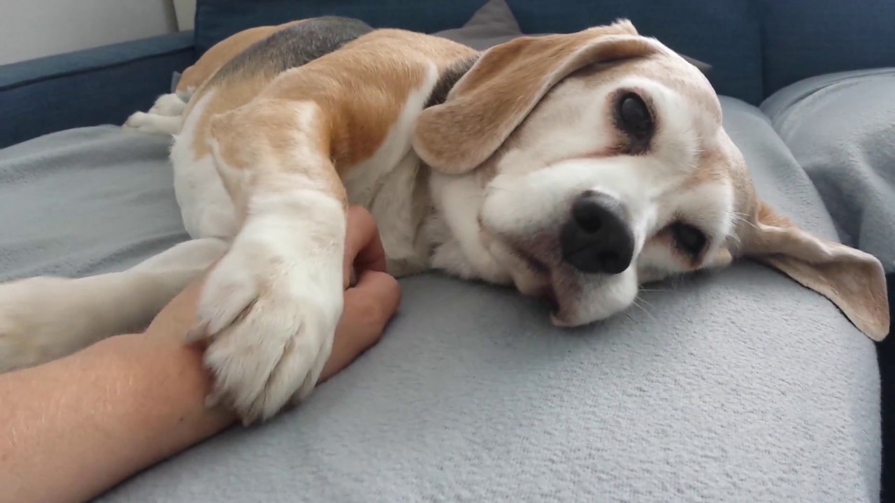 Ruby - Dag 001 - even bijkomen na lange reis/alle indrukken - YouTube