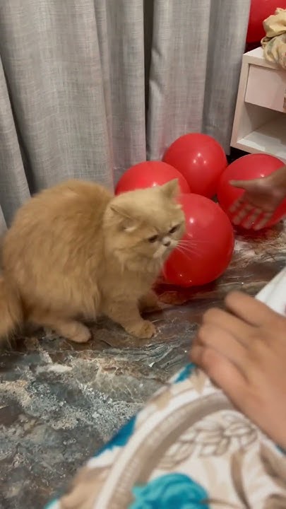 ജാഡക്കാരൻ kushi#cat #catlover #catshorts #catvideos - YouTube