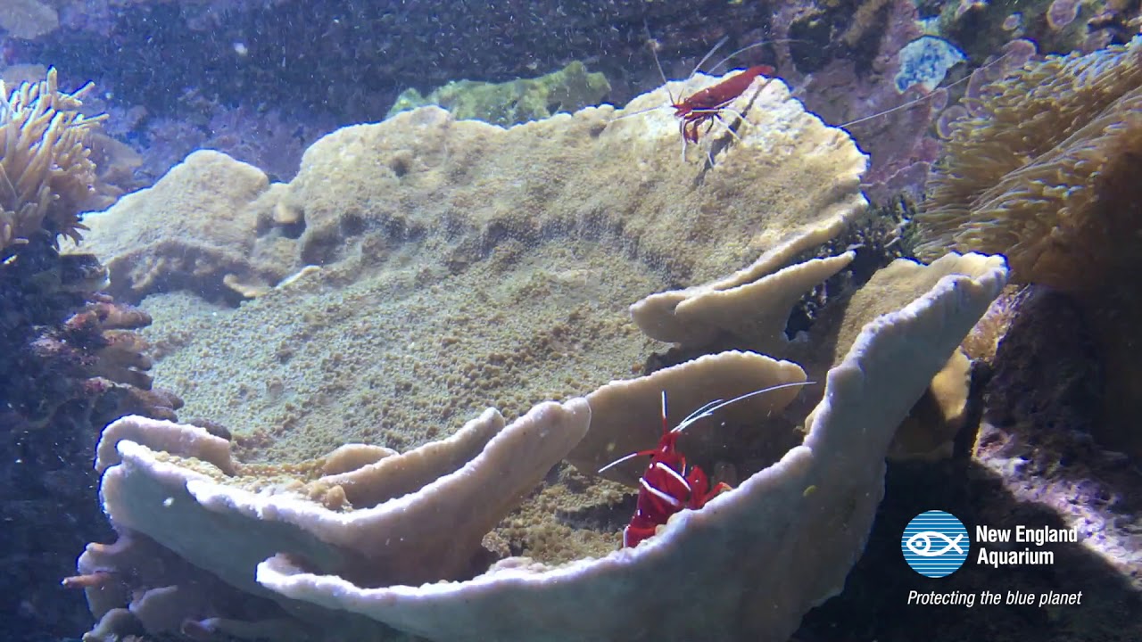 Fire Shrimp and Many-Banded Pipefish - YouTube