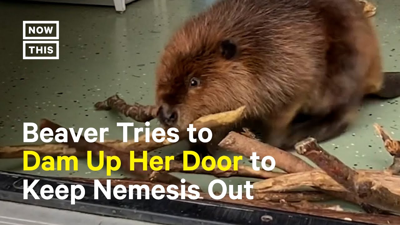 Adorable Beaver Goes Viral for Feuding With Her Rival - YouTube