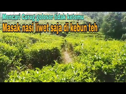 Trekking liwetan di kebun teh parompong bandung barat ciwangun indah ...