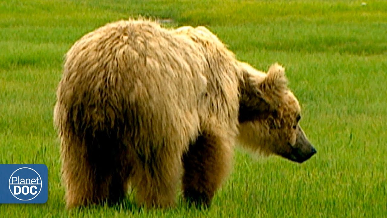A place to know. This is the land of the Giant Bears (FULL DOCUMENTARY ...